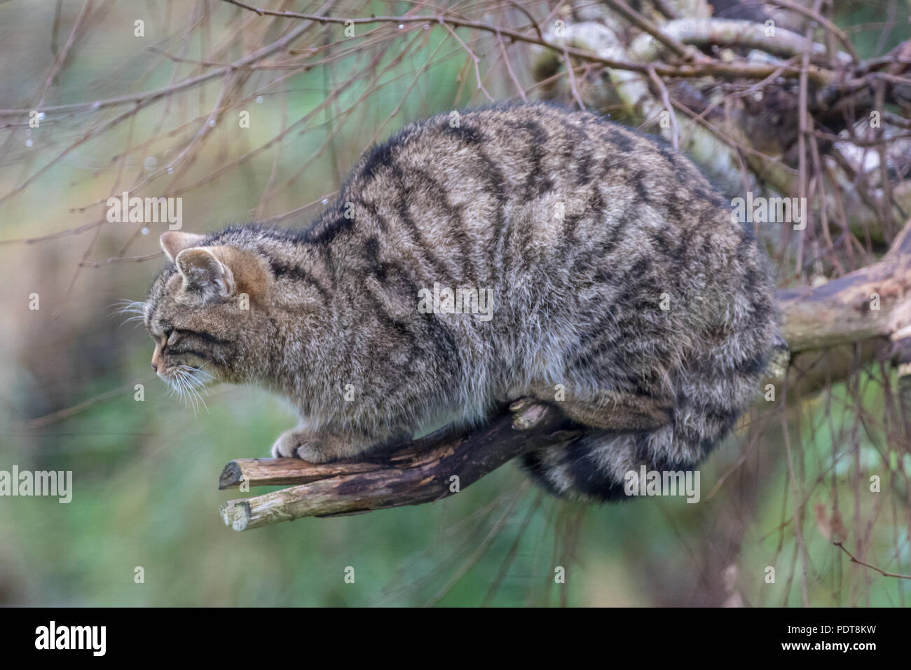 Scottish wildcat (Felis silvestris grampia), or Highland tiger Stock ...