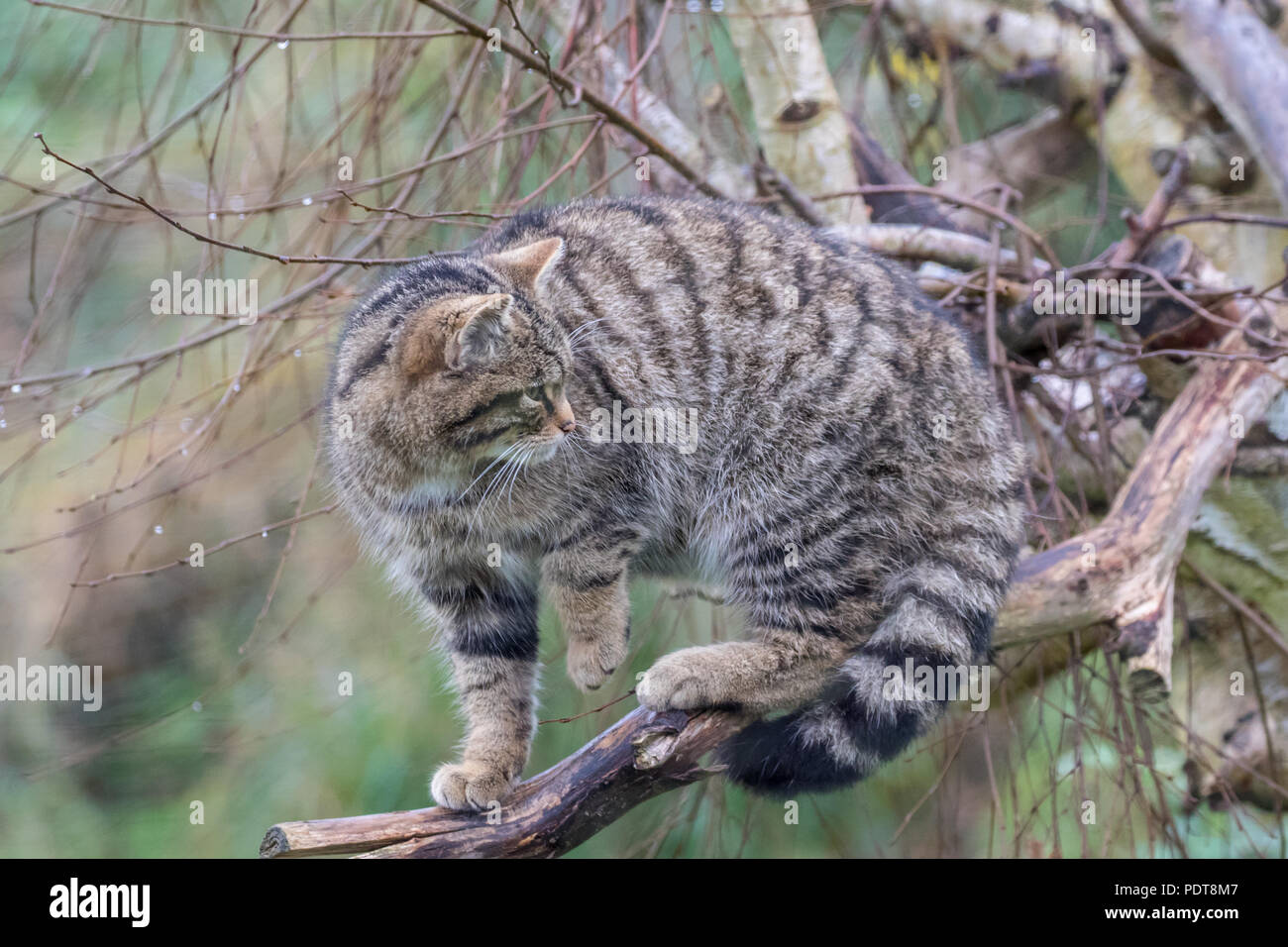 Scottish wildcat (Felis silvestris grampia), or Highland tiger Stock ...