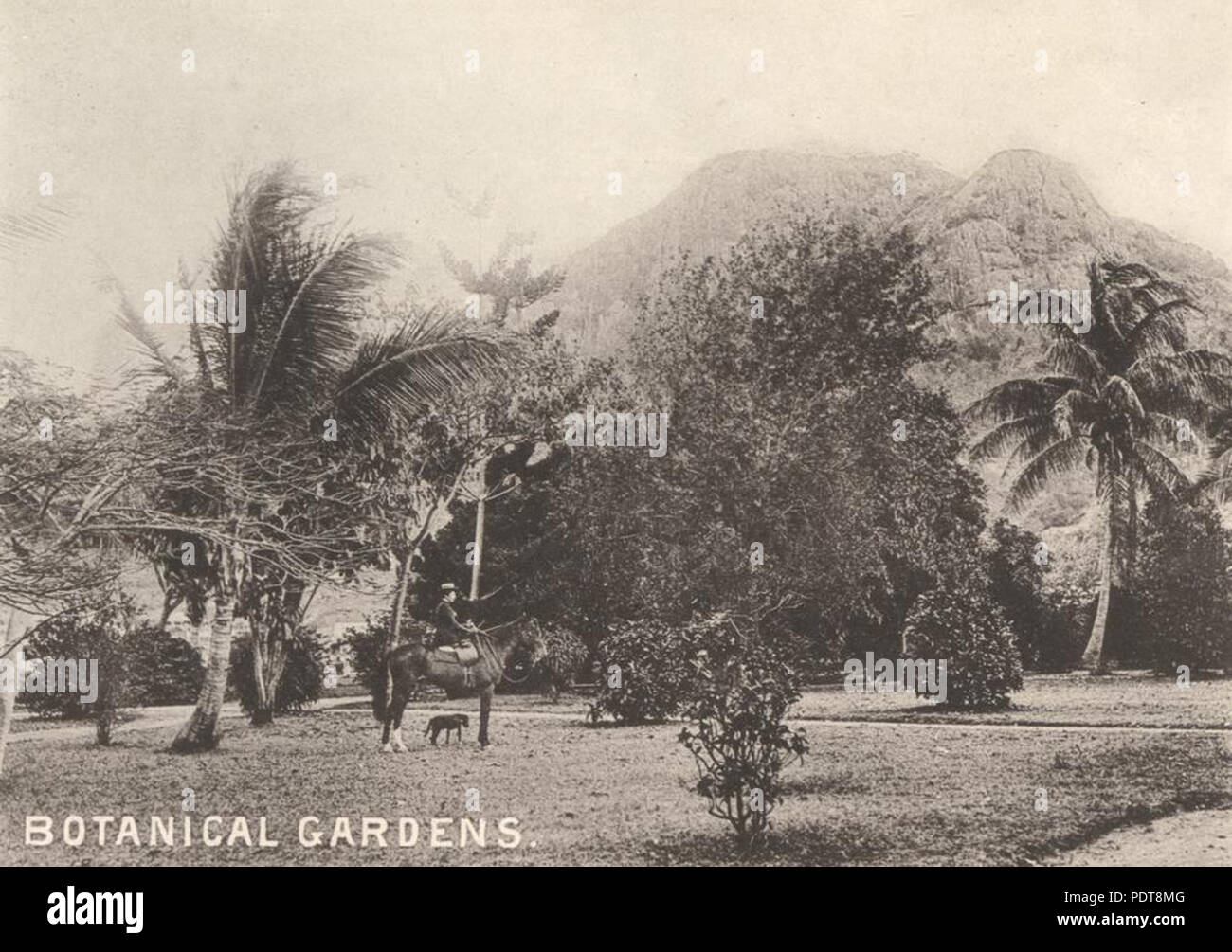 258 StateLibQld 1 258185 Horse and rider accompanied by a dog, amble ...