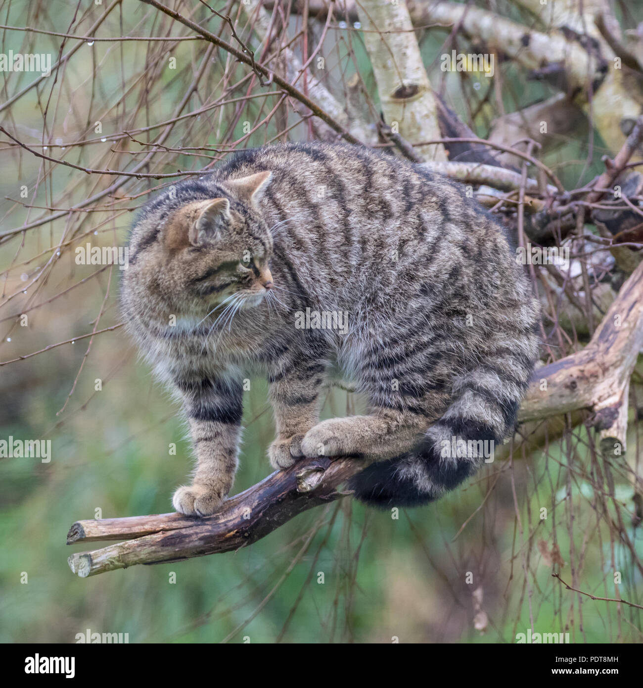 Scottish wildcat (Felis silvestris grampia), or Highland tiger Stock ...