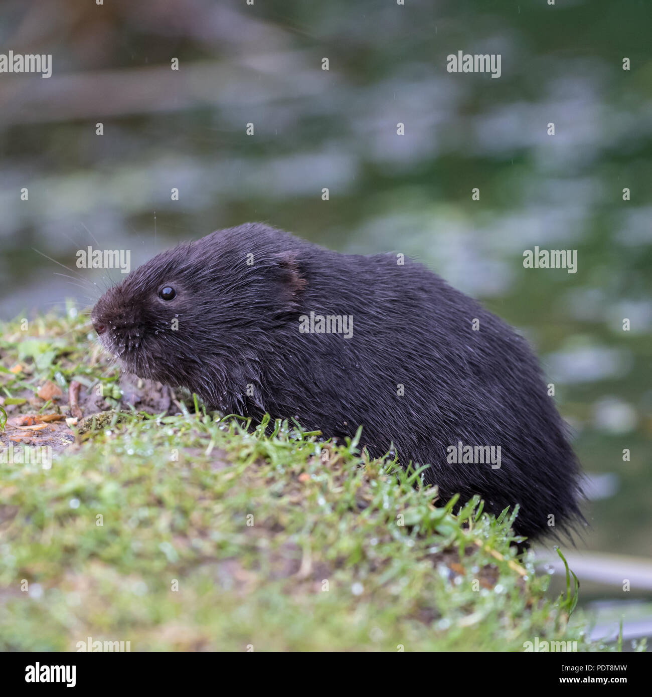 British Water Rat Stock Photos & British Water Rat Stock Images - Alamy