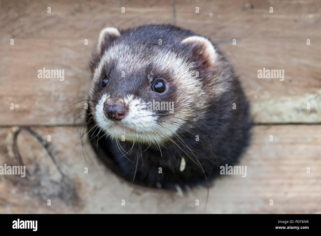 Uk black polecat hi-res stock photography and images - Alamy