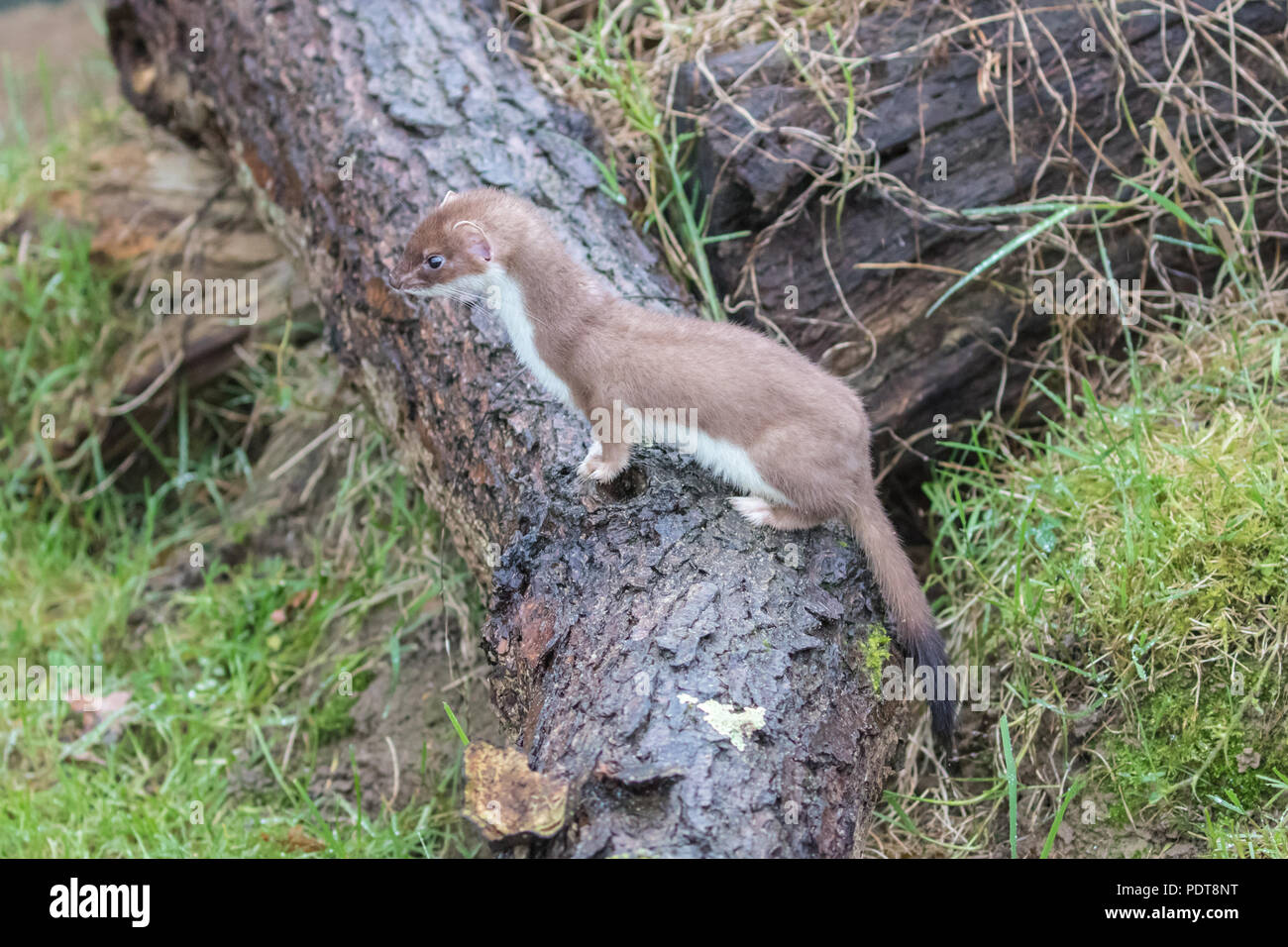 Stoat hole hi-res stock photography and images - Alamy