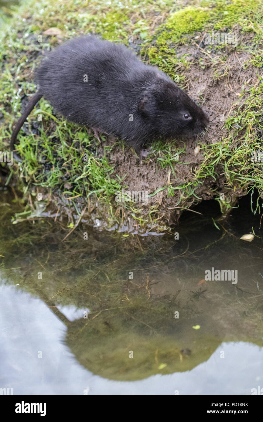 British native vole hi-res stock photography and images - Alamy