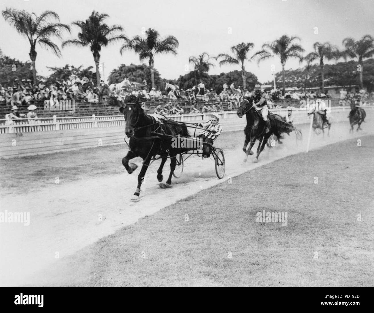 Harness racing Black and White Stock Photos & Images - Alamy