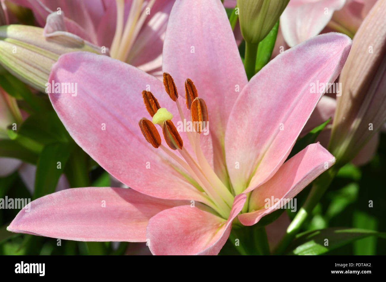 Close up of stamen and pistil of Lily flower Stock Photo - Alamy