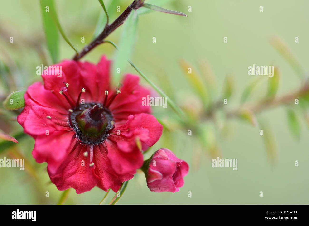 Manuka myrtle white-pink flower blooming (Leptospermum scoparium Stock ...