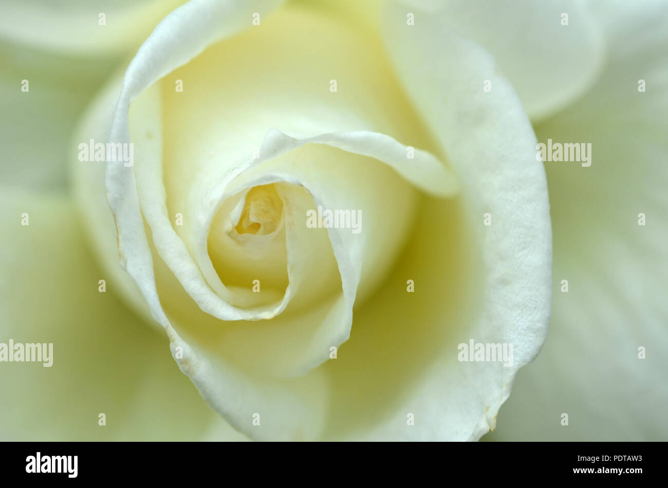 Close up on a white rose, selective focus Stock Photo - Alamy
