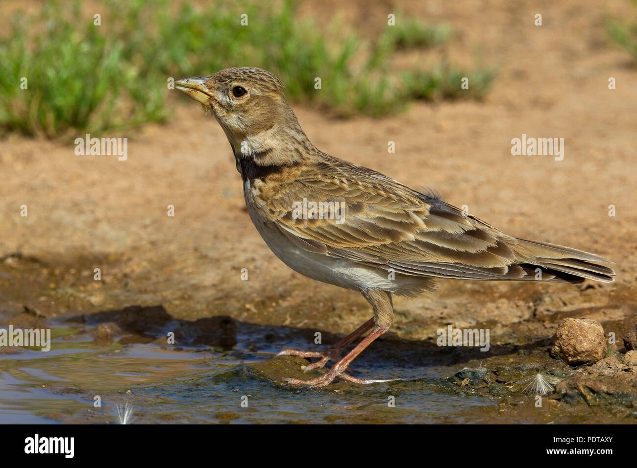 Adult Calandra lark (Melanocorypha calandra ssp hebraica) in breeding ...