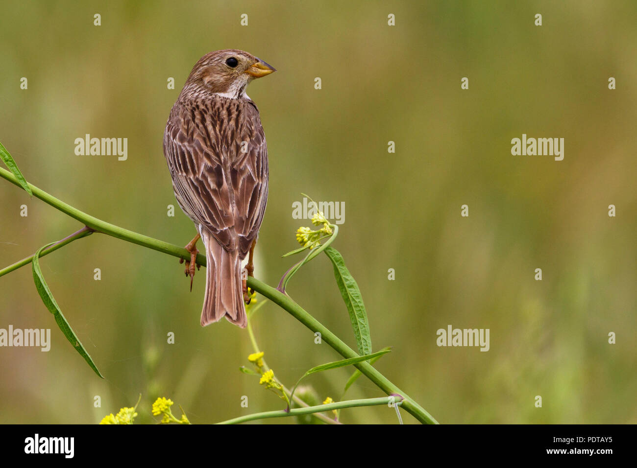 Grauwe Gors in broedbiotoop. Adult Corn Bunting (Miliaria calandra) in ...
