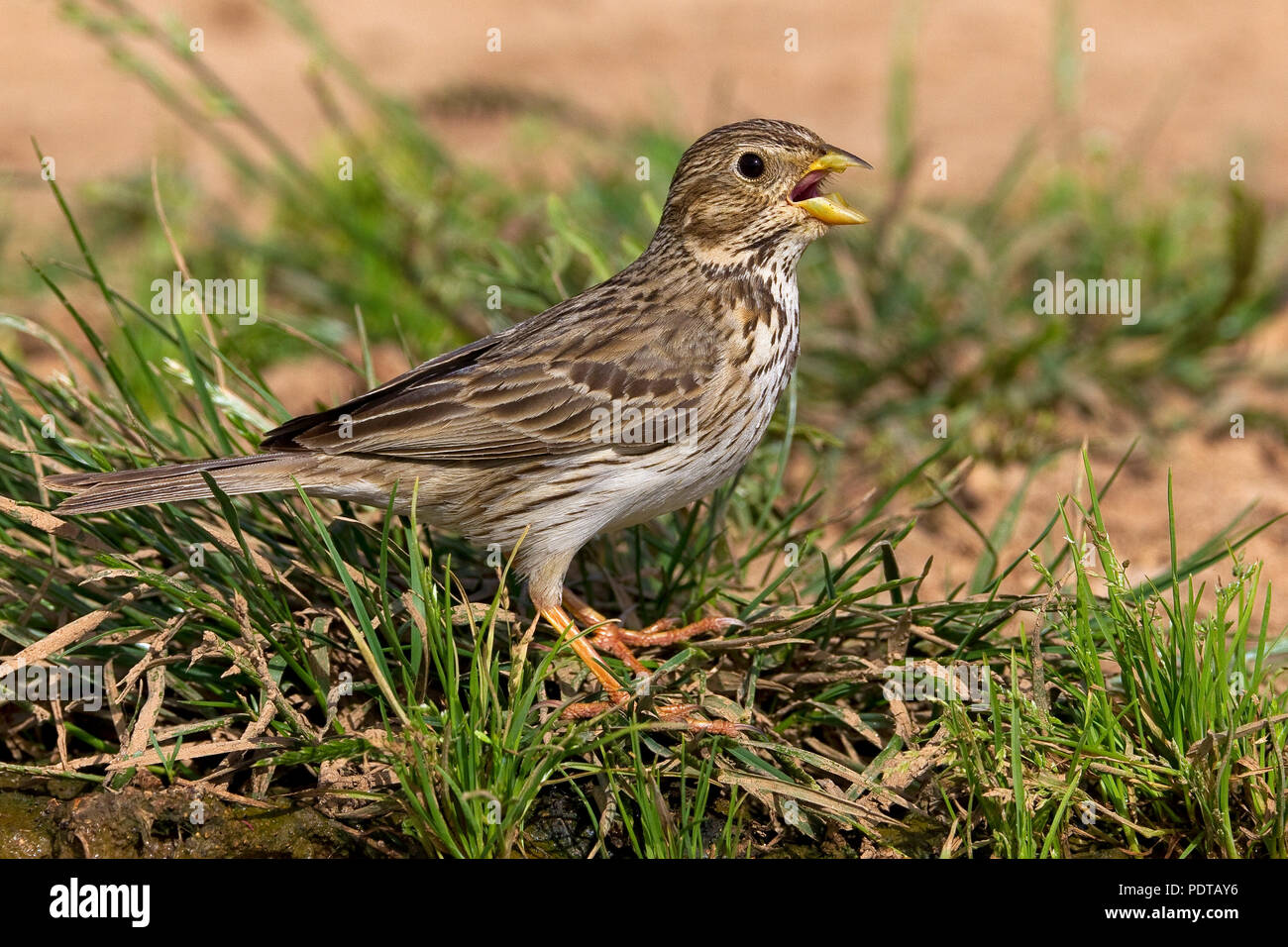 Grauwe Gors in broedbiotoop roepend. Adult Corn Bunting (Miliaria ...