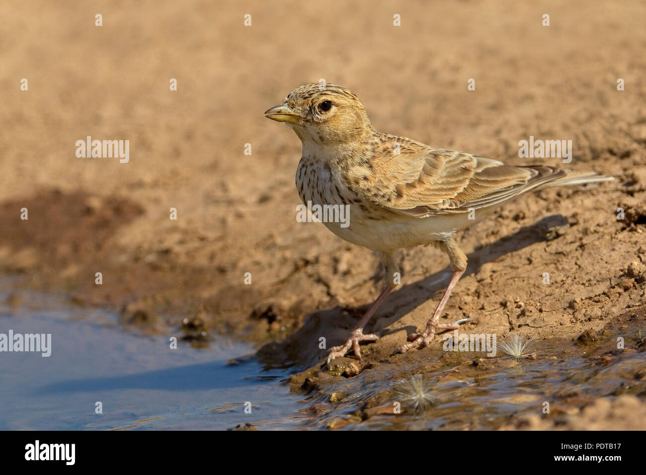 Kleine Kortteenleeuwerik drinkend bij poeltje. Lesser Short-toed Lark ...