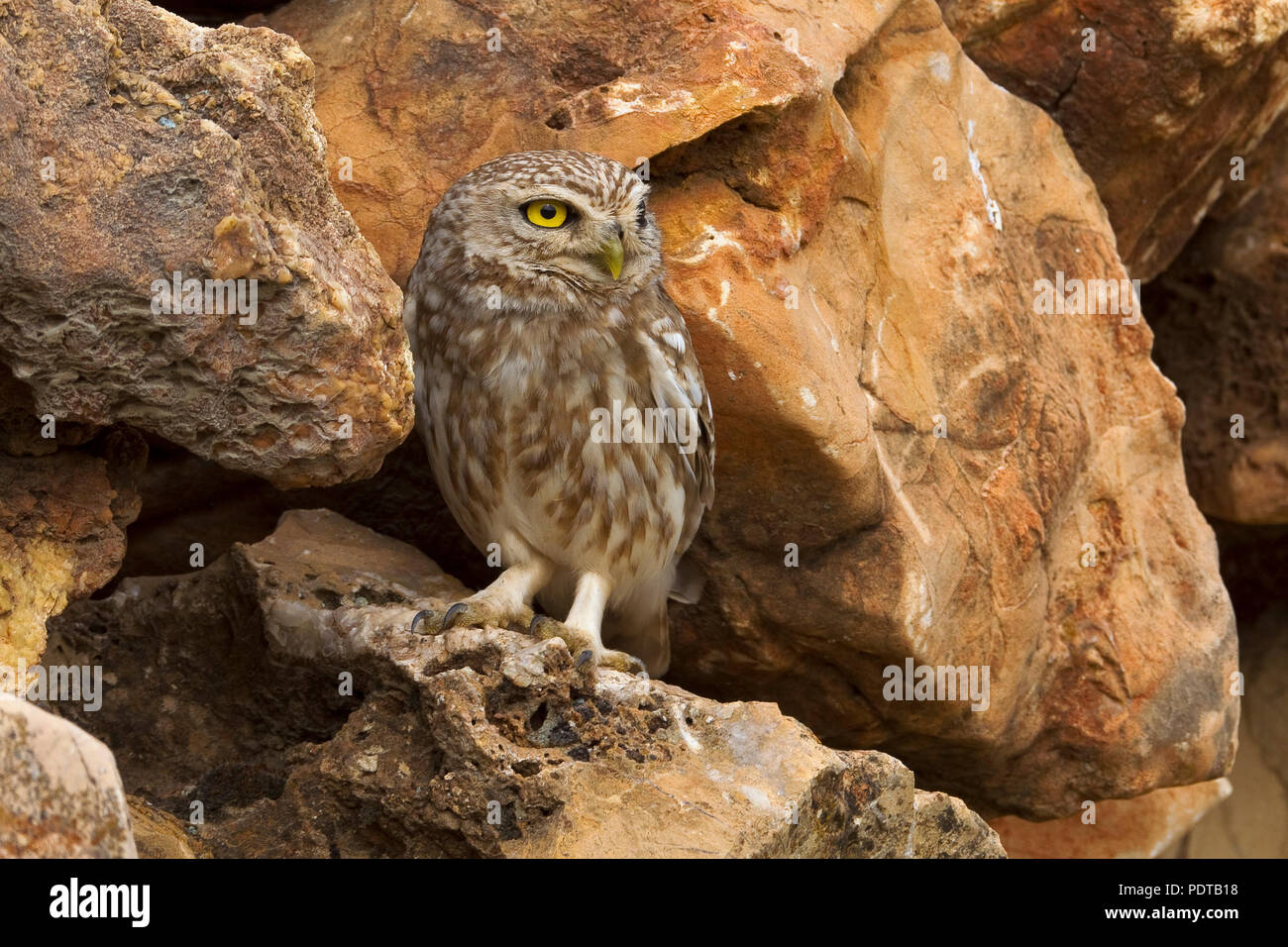 Little owl perched on rocks Stock Photo - Alamy