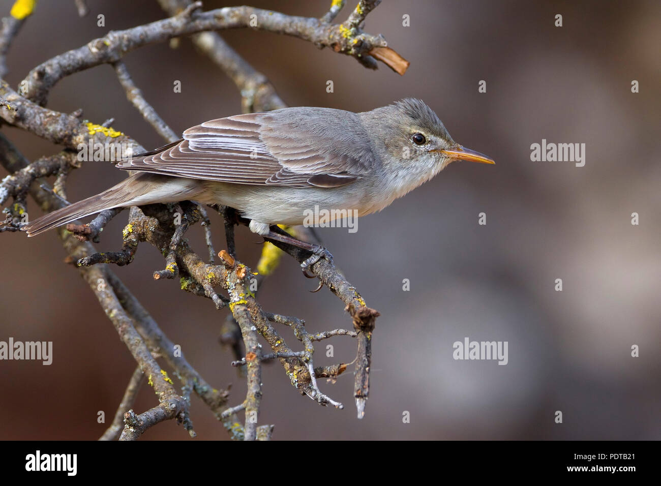 Olive-tree Warbler in breeding habitat Stock Photo - Alamy
