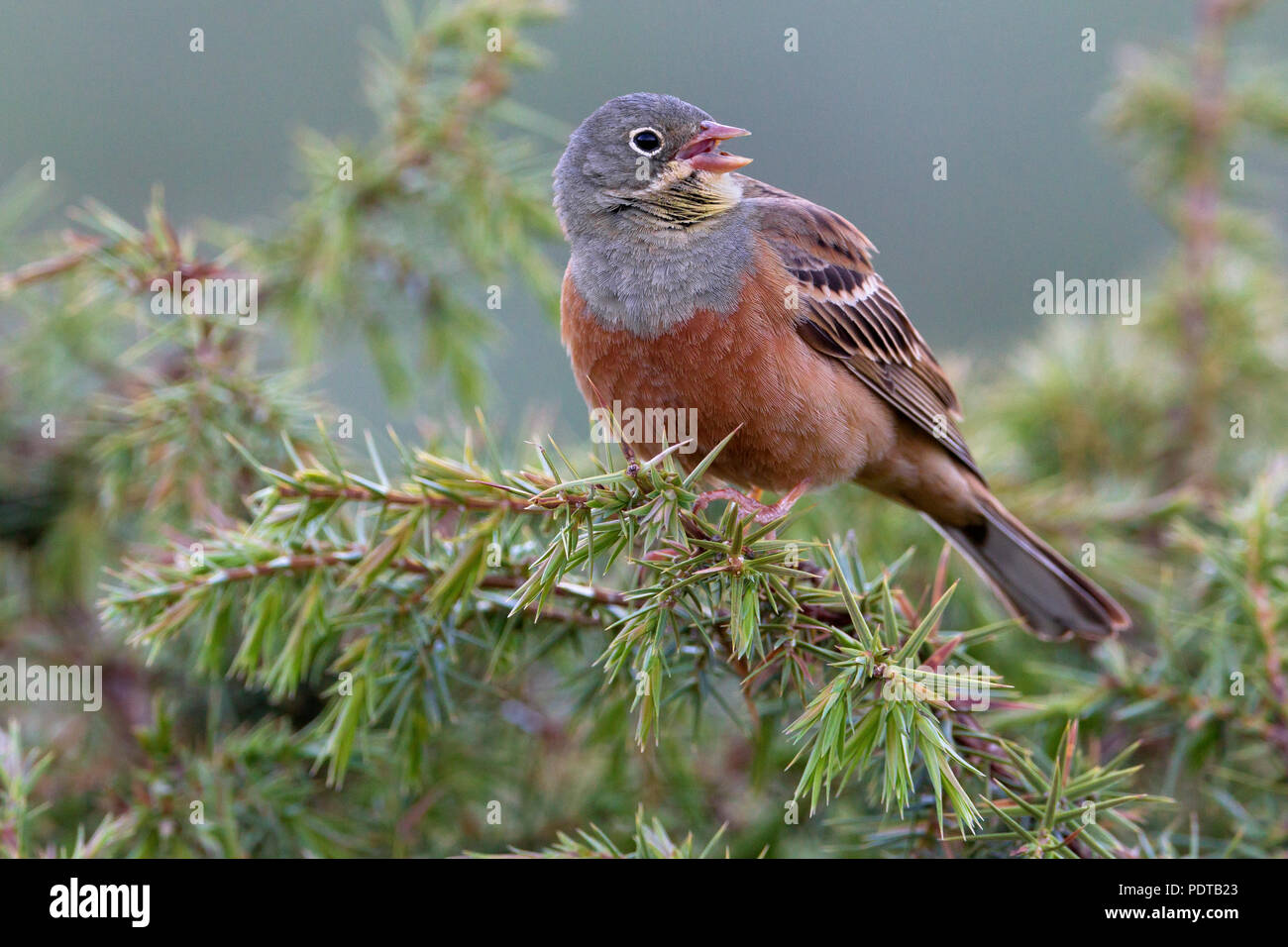 Male Ortolan Bunting singing in breeding habitat Stock Photo - Alamy