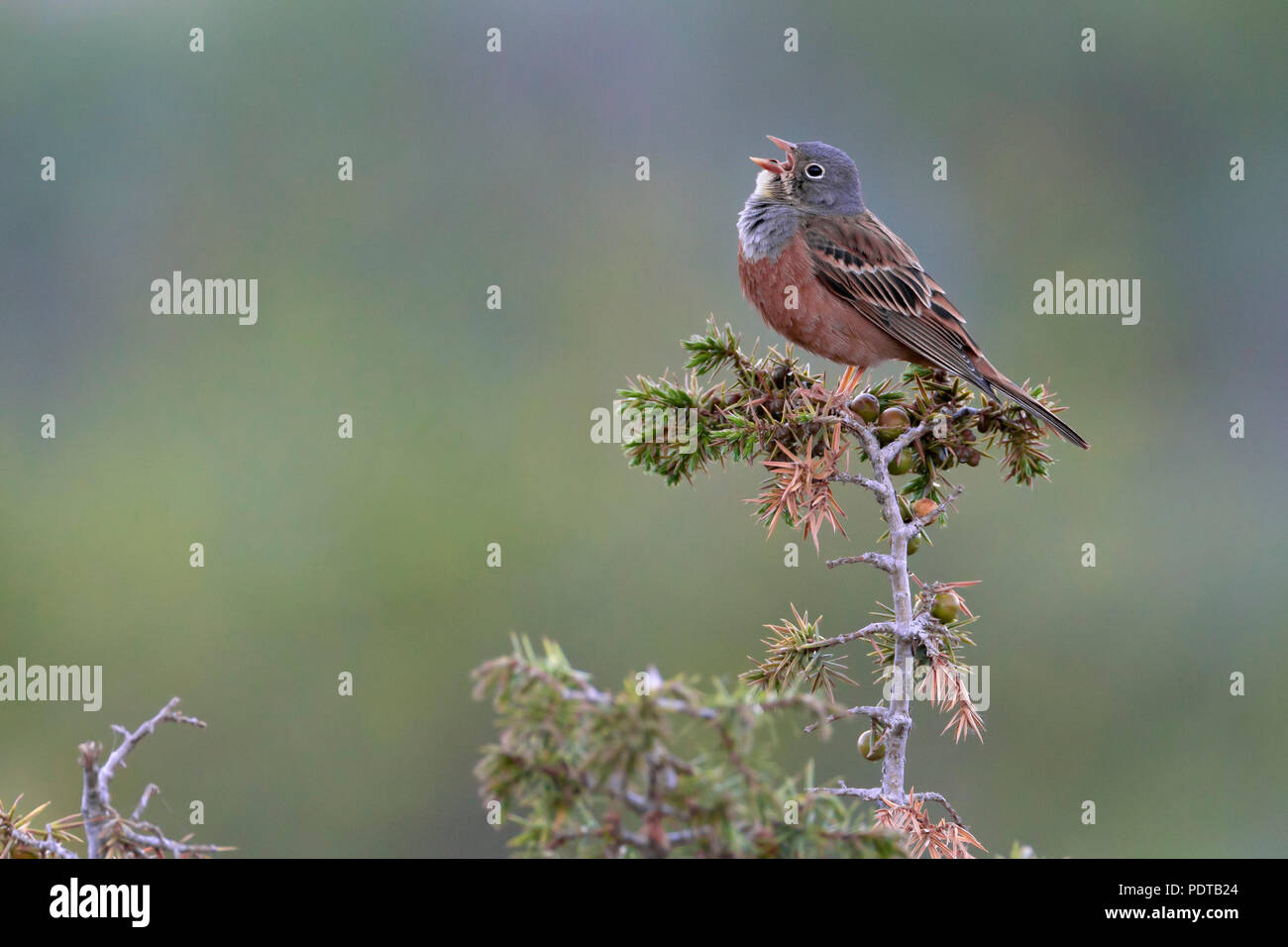 Male Ortolan Bunting singing in breeding habitat Stock Photo - Alamy