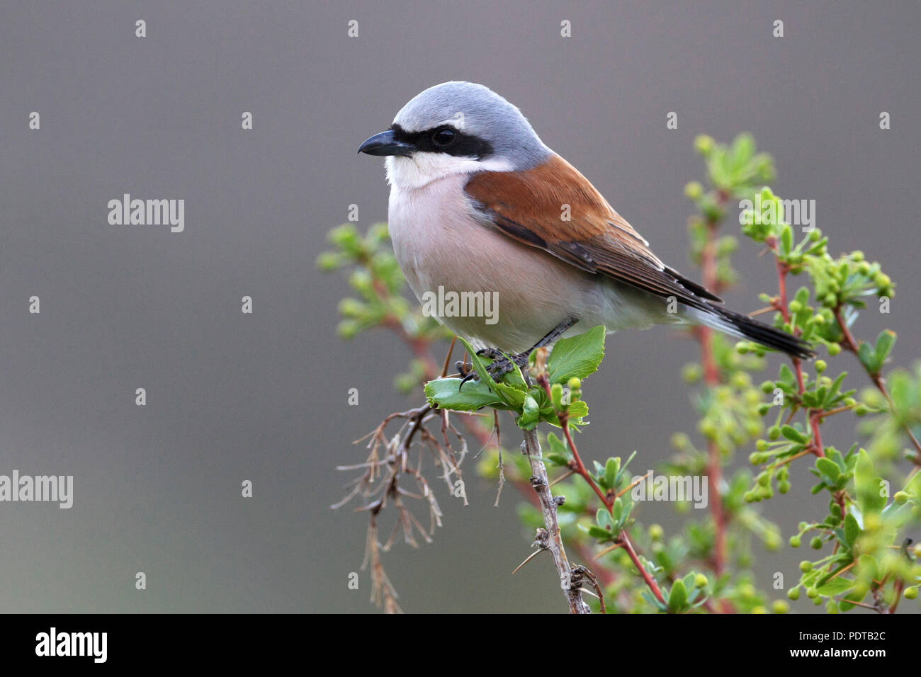 Male Red-backed Shrike Stock Photo - Alamy