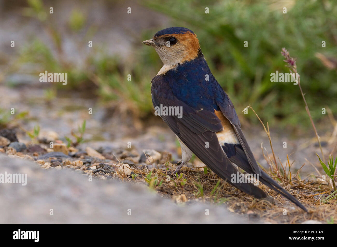 Red-rumped Swallow; Cecropis daurica Stock Photo - Alamy