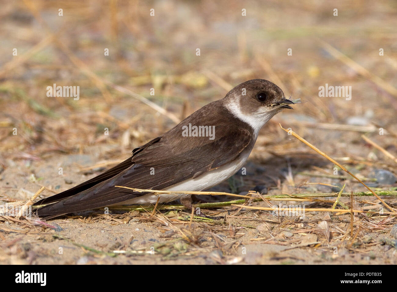 Sand martin bird hi-res stock photography and images - Alamy