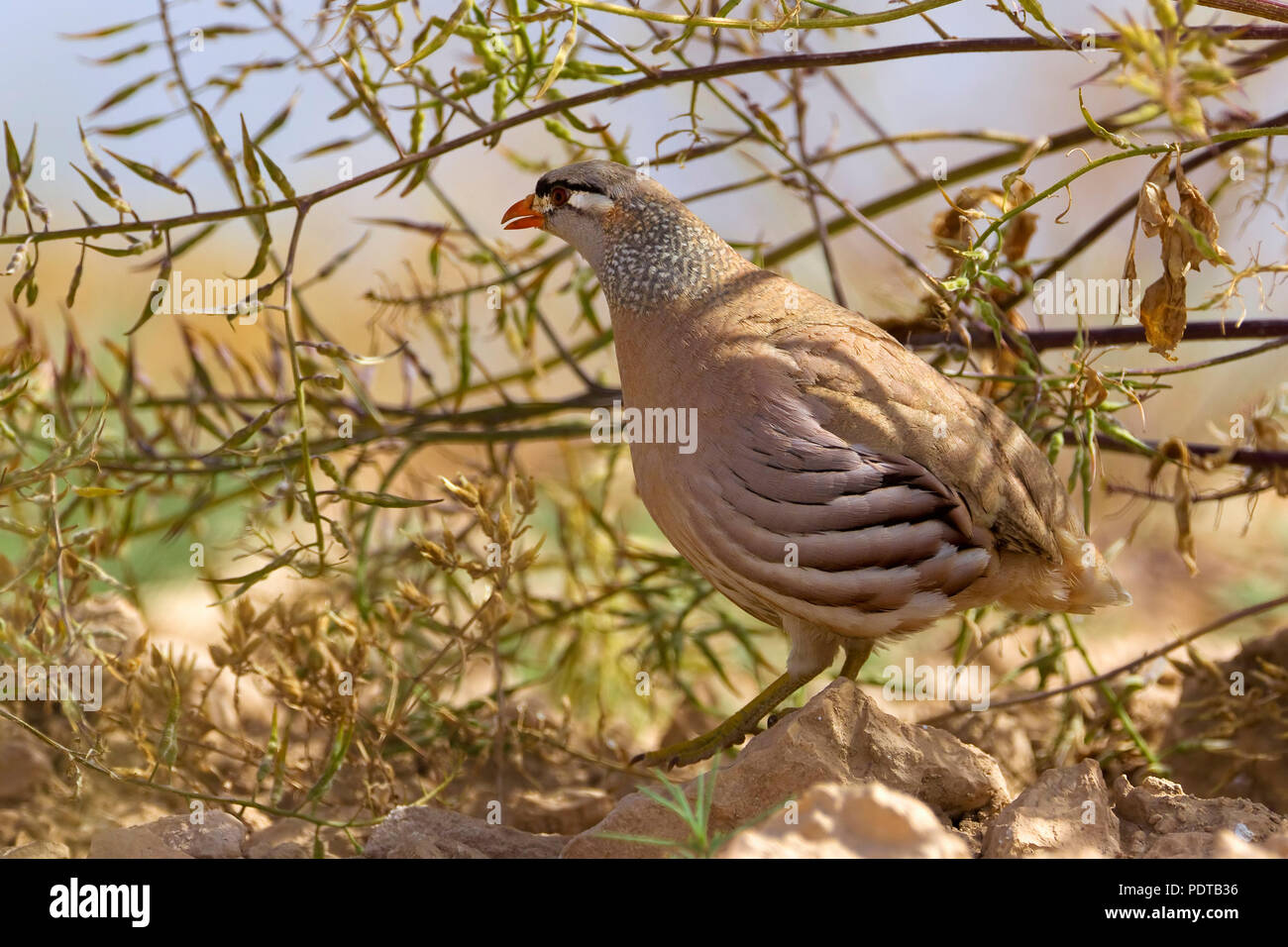 See-see Partridge in breeding habitat Stock Photo - Alamy