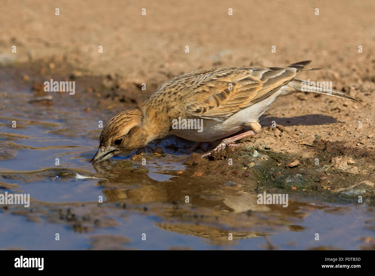 Short-toed Lark drinking water Stock Photo - Alamy