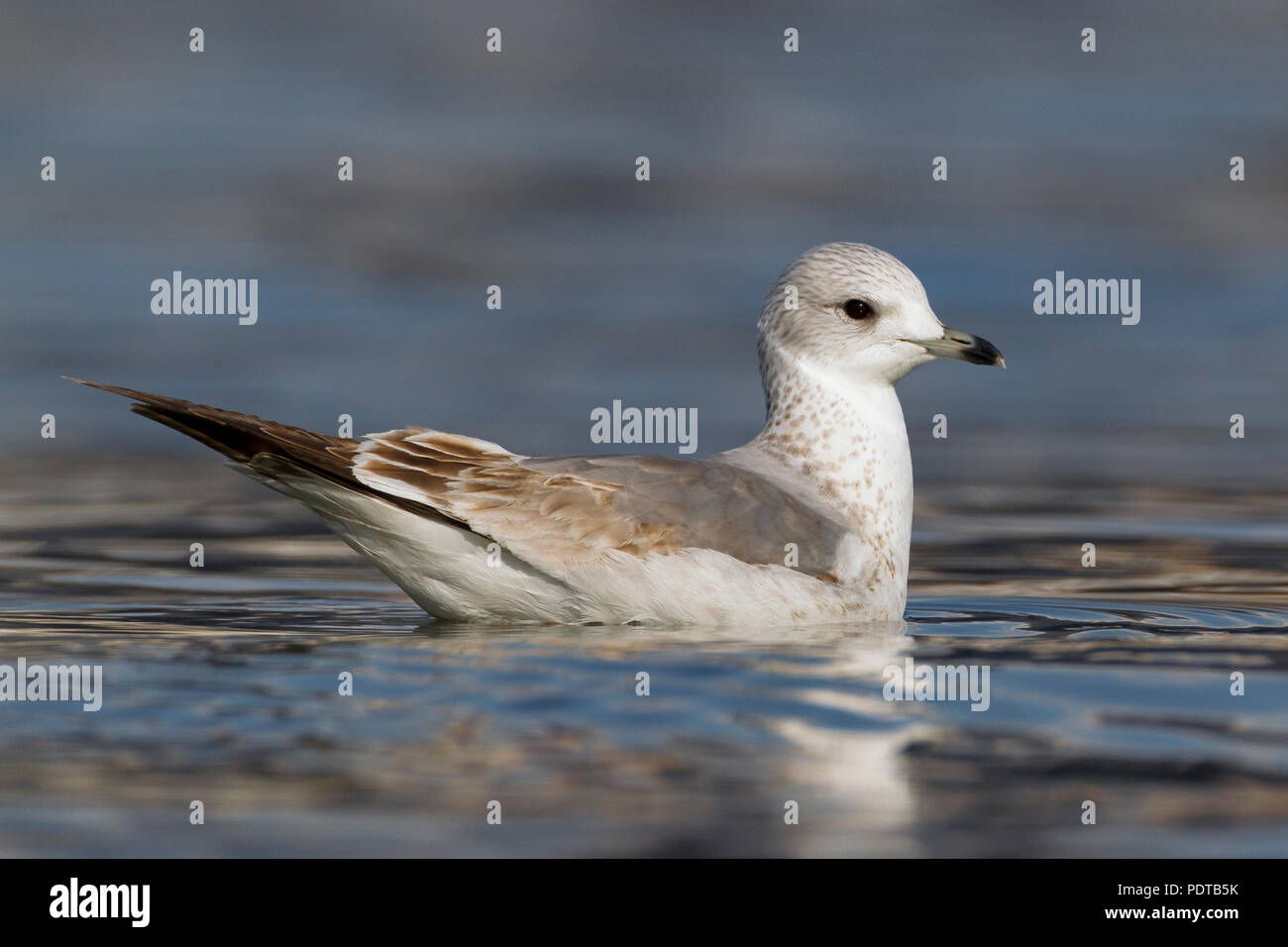 First winter plumage Common Gull swimming Stock Photo - Alamy