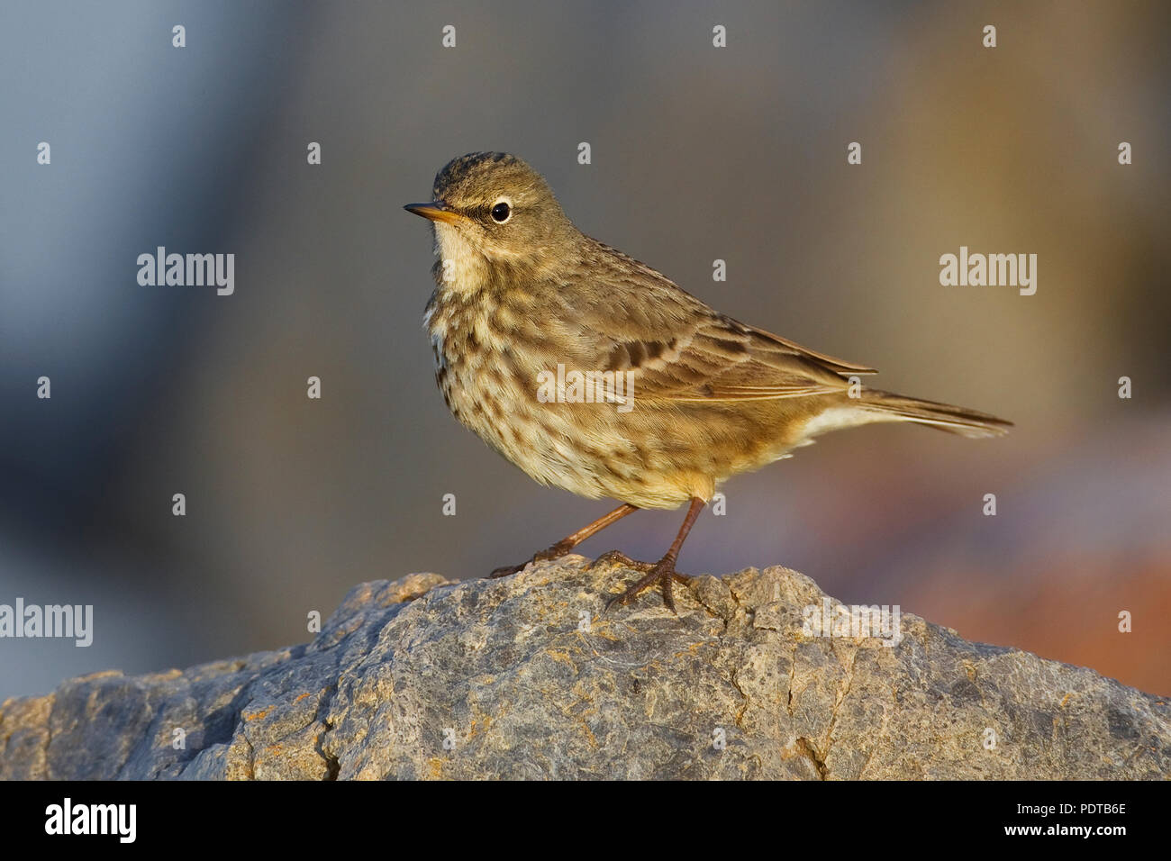 Eurasian rock pipit hi-res stock photography and images - Alamy