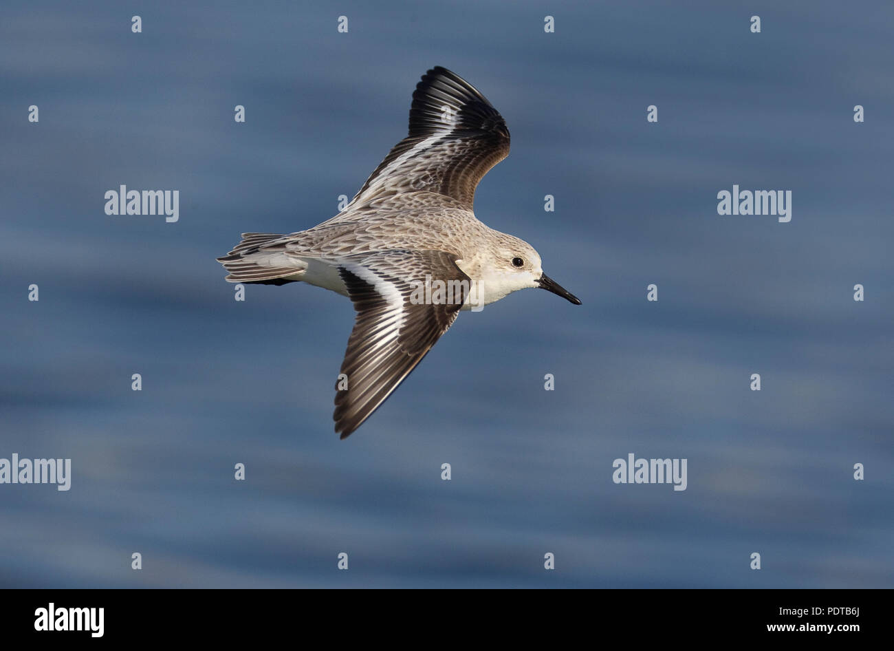 Sanderling breeding plumage hi-res stock photography and images - Alamy