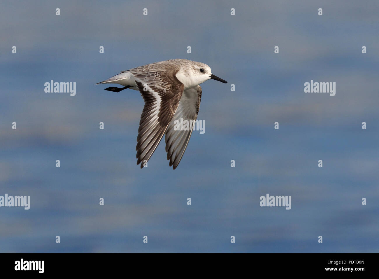 Two sanderling in non-breeding plumage flying Stock Photo - Alamy