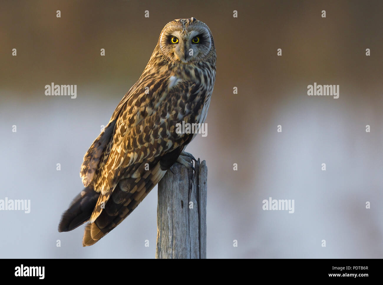 Short-eared Owl on pole Stock Photo - Alamy