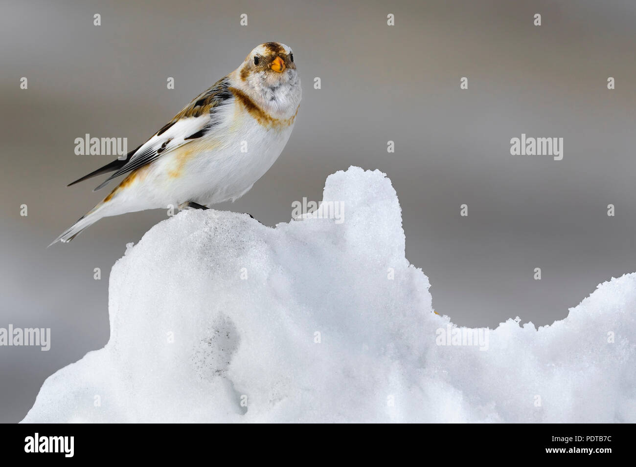 Resting visitor hi-res stock photography and images - Alamy