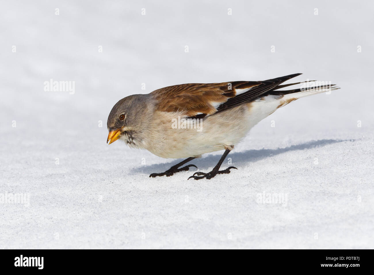 White winged snowfinch hi-res stock photography and images - Alamy