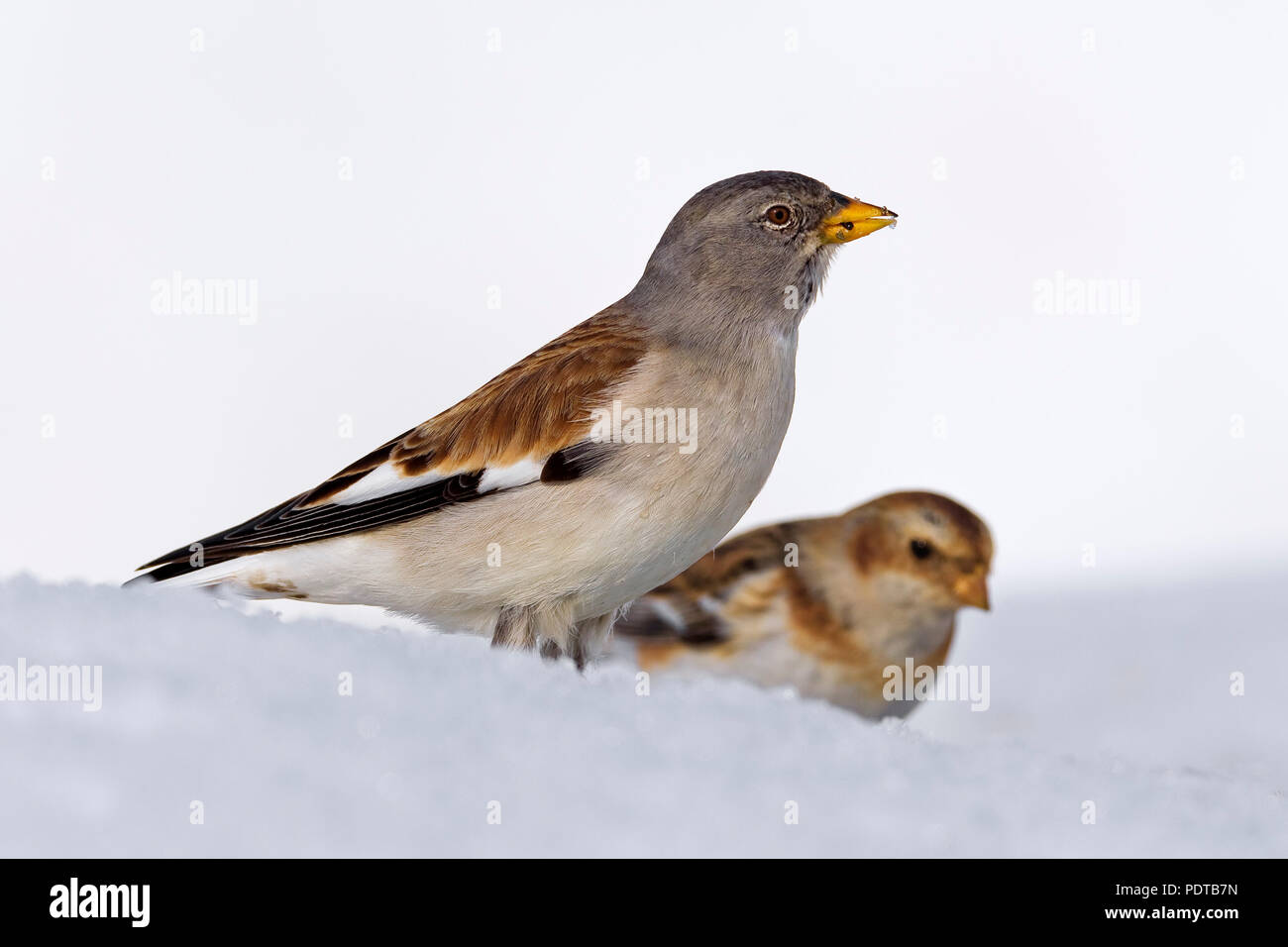 White winged snowfinch hi-res stock photography and images - Alamy