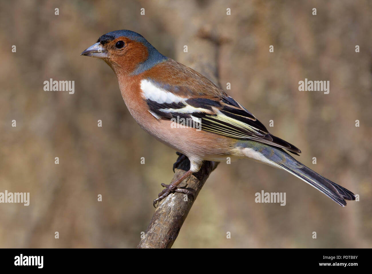 Eurasian Chaffinch High Resolution Stock Photography and Images - Alamy