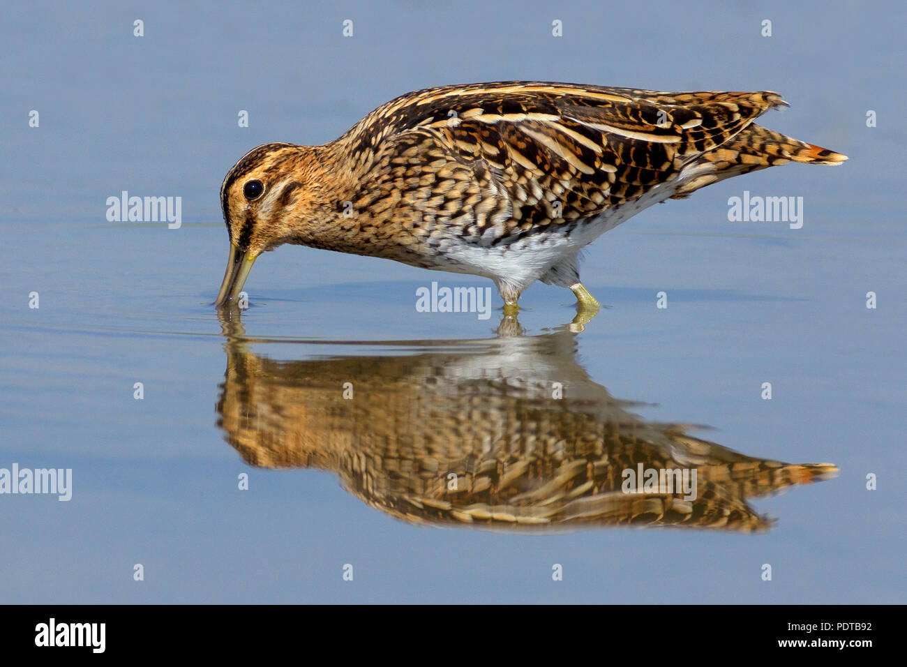 Common Snipe foraging in shallow water Stock Photo - Alamy