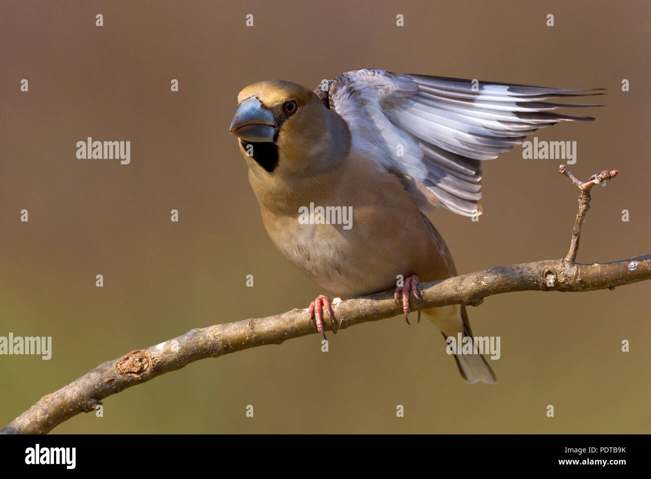 Hawfinch with wings raised on branch Stock Photo - Alamy