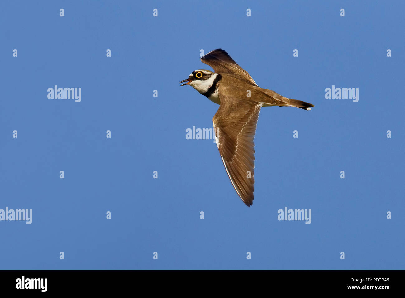 Little Ringed Plover flying and alarming against a blue sky Stock Photo ...
