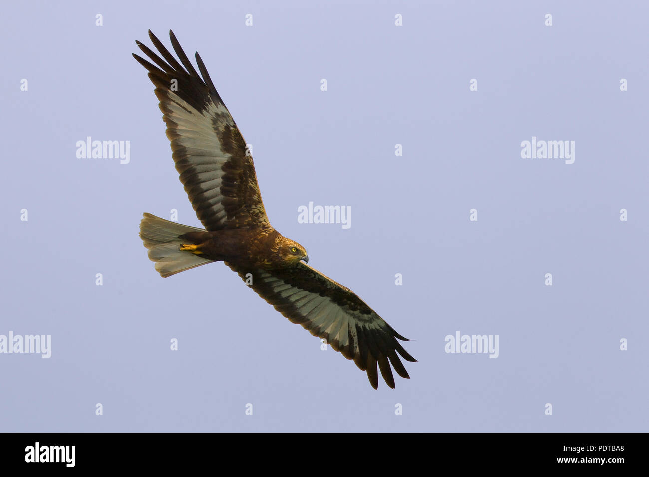 Marsh Harrier male flying Stock Photo - Alamy
