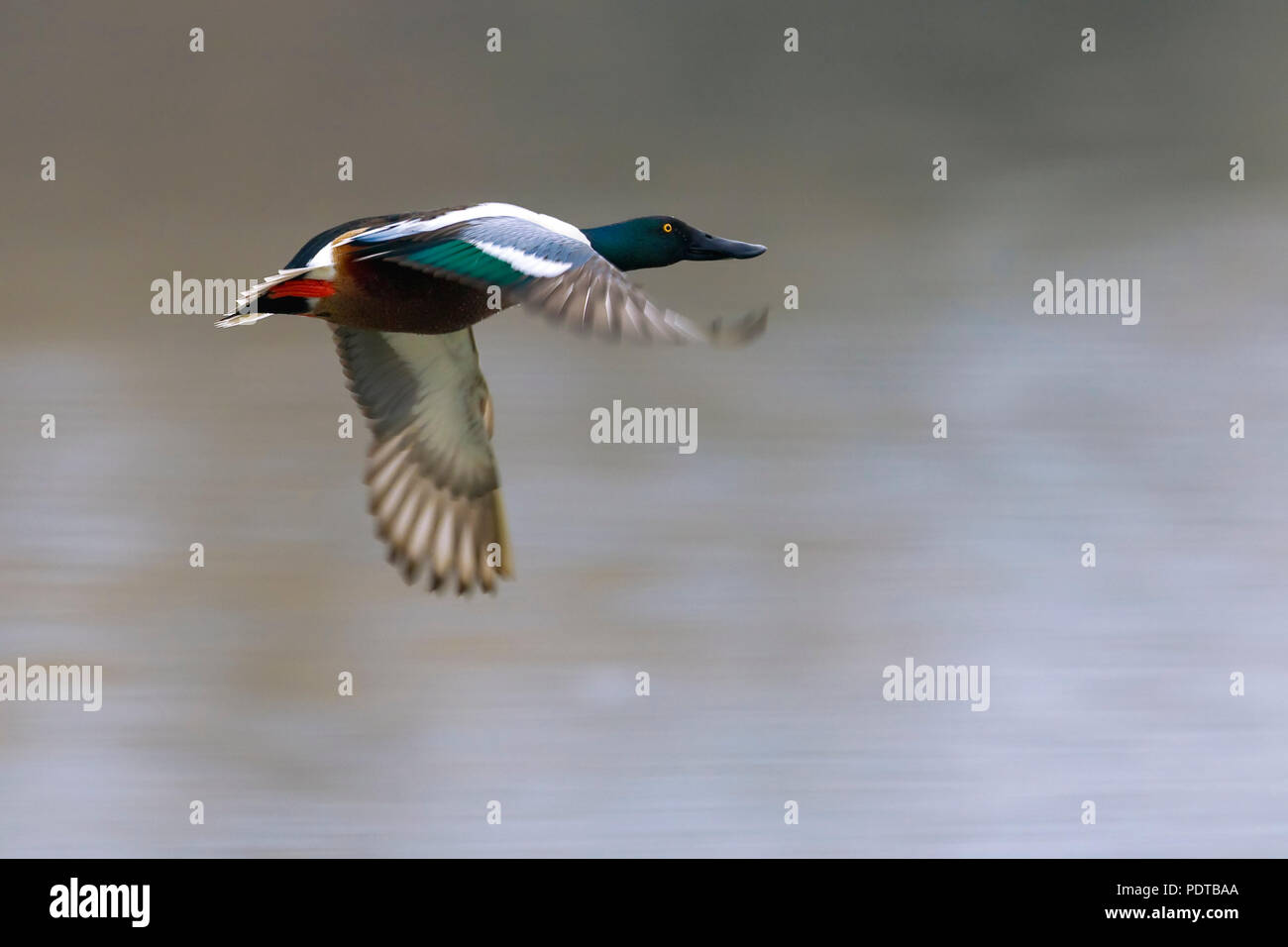 Male Northern Shoveler flying Stock Photo - Alamy