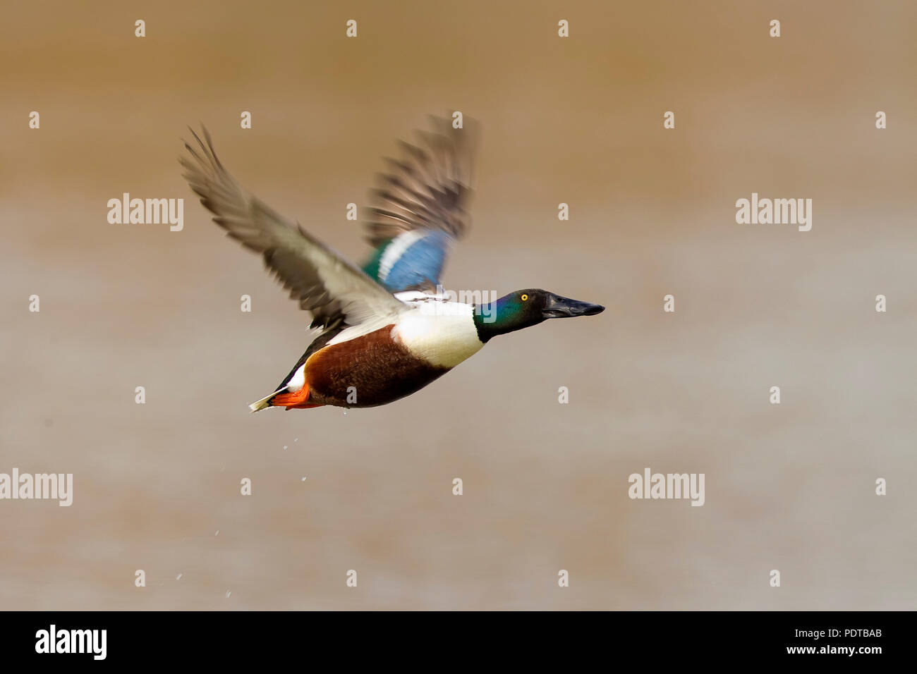 Male Northern Shoveler flying Stock Photo - Alamy