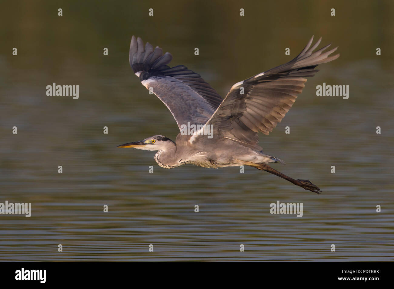 Grey Heron flying Stock Photo - Alamy
