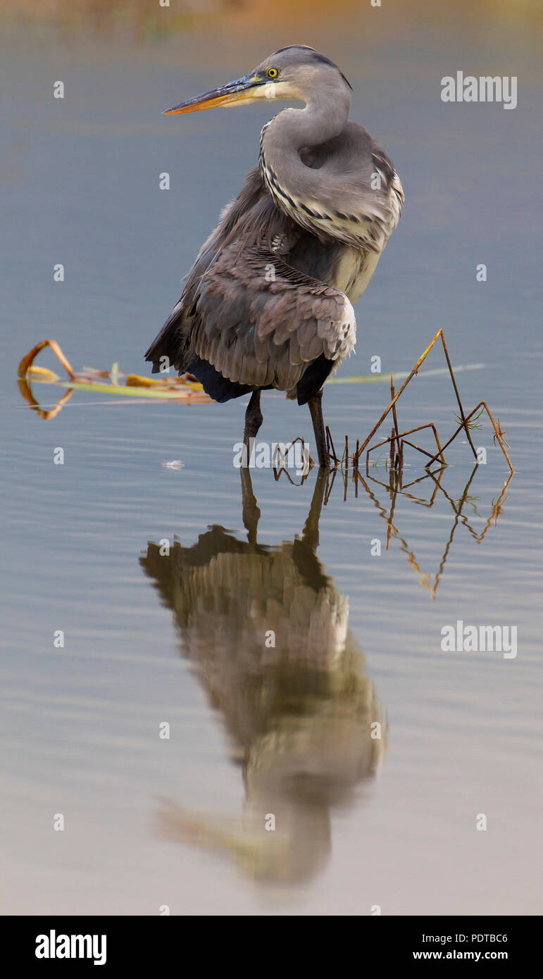 Grey heron preening hi-res stock photography and images - Alamy