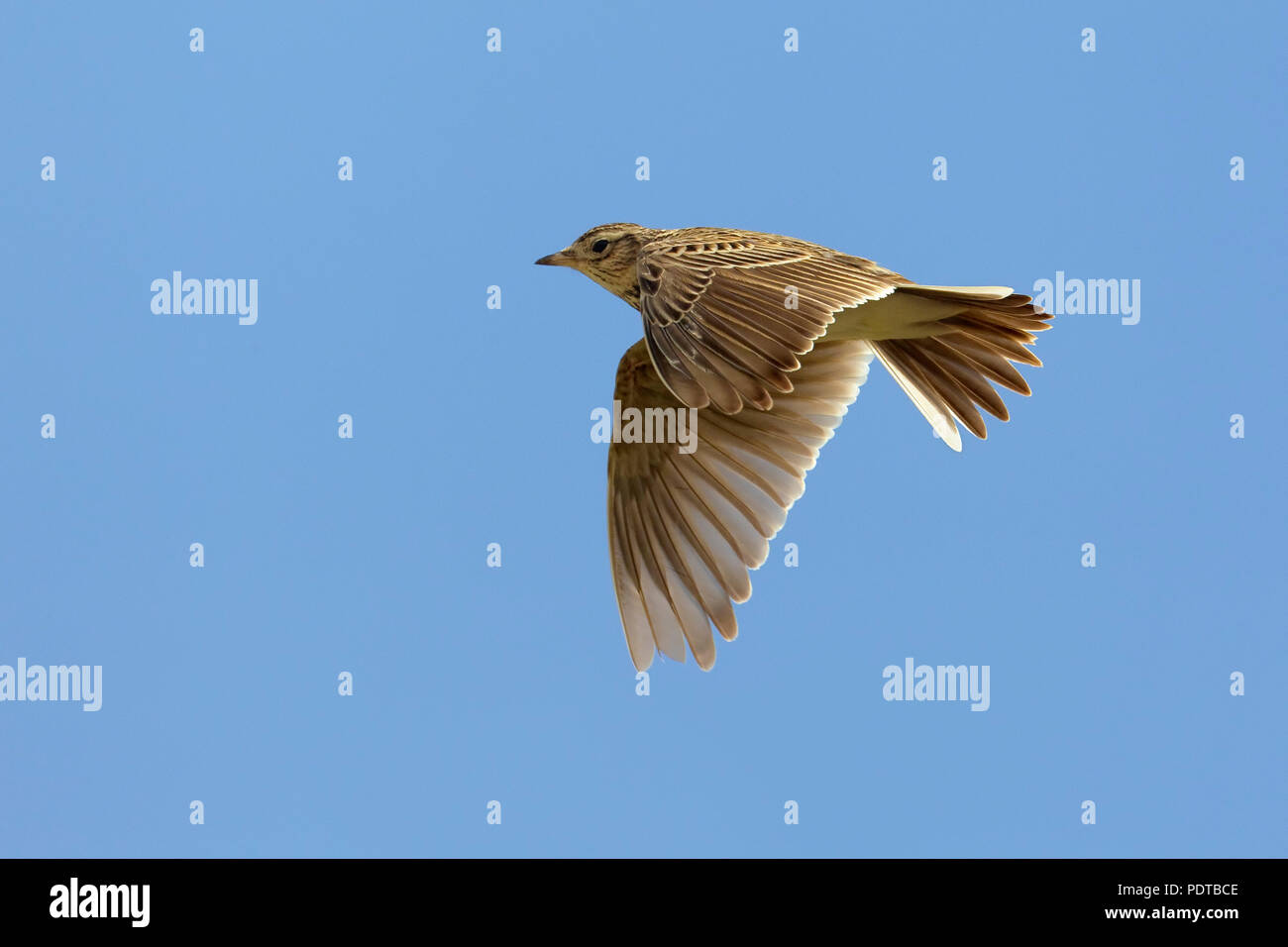 Skylark singing against a blue sky Stock Photo - Alamy
