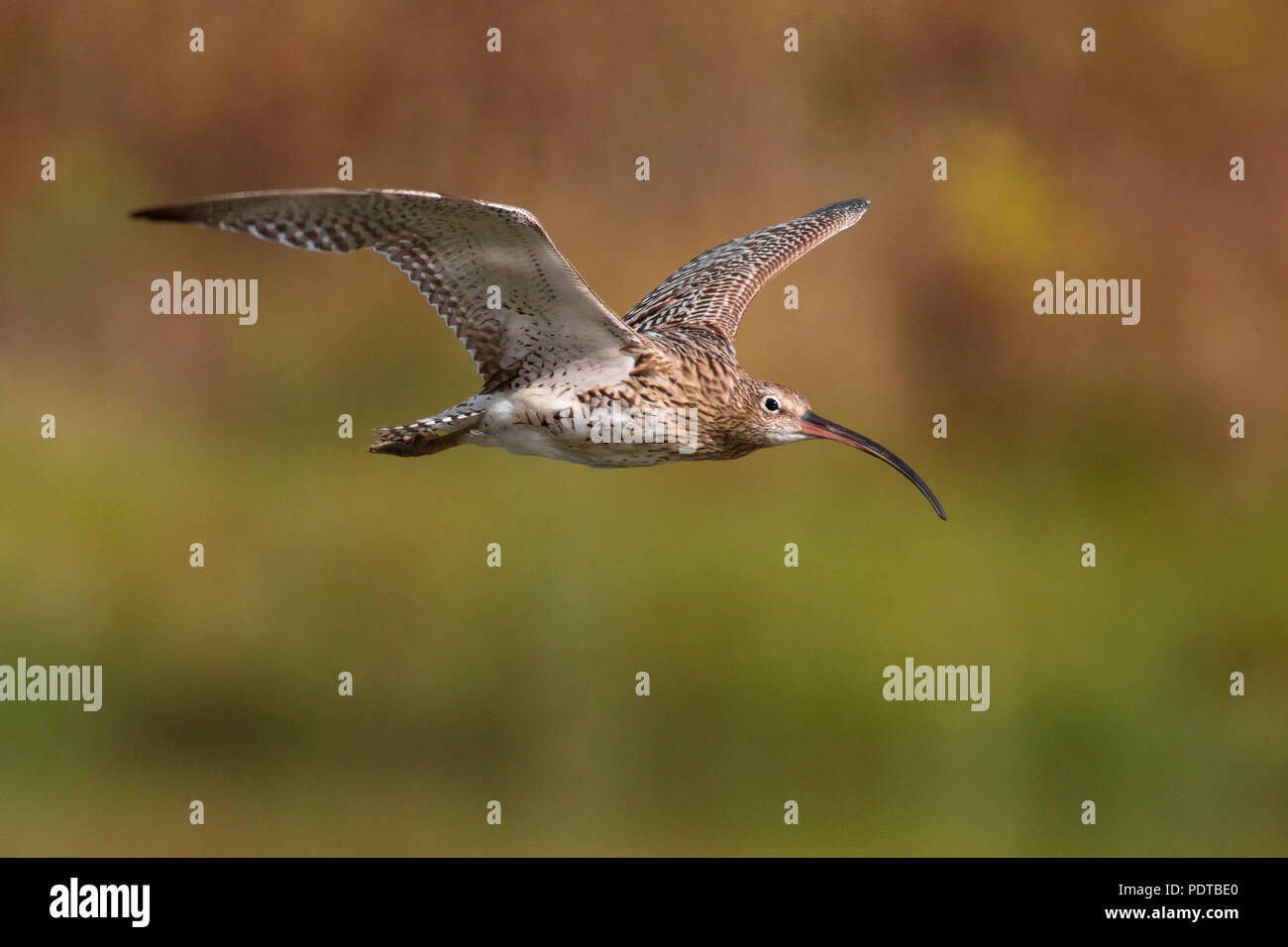 Eurasian Curlew flying Stock Photo - Alamy