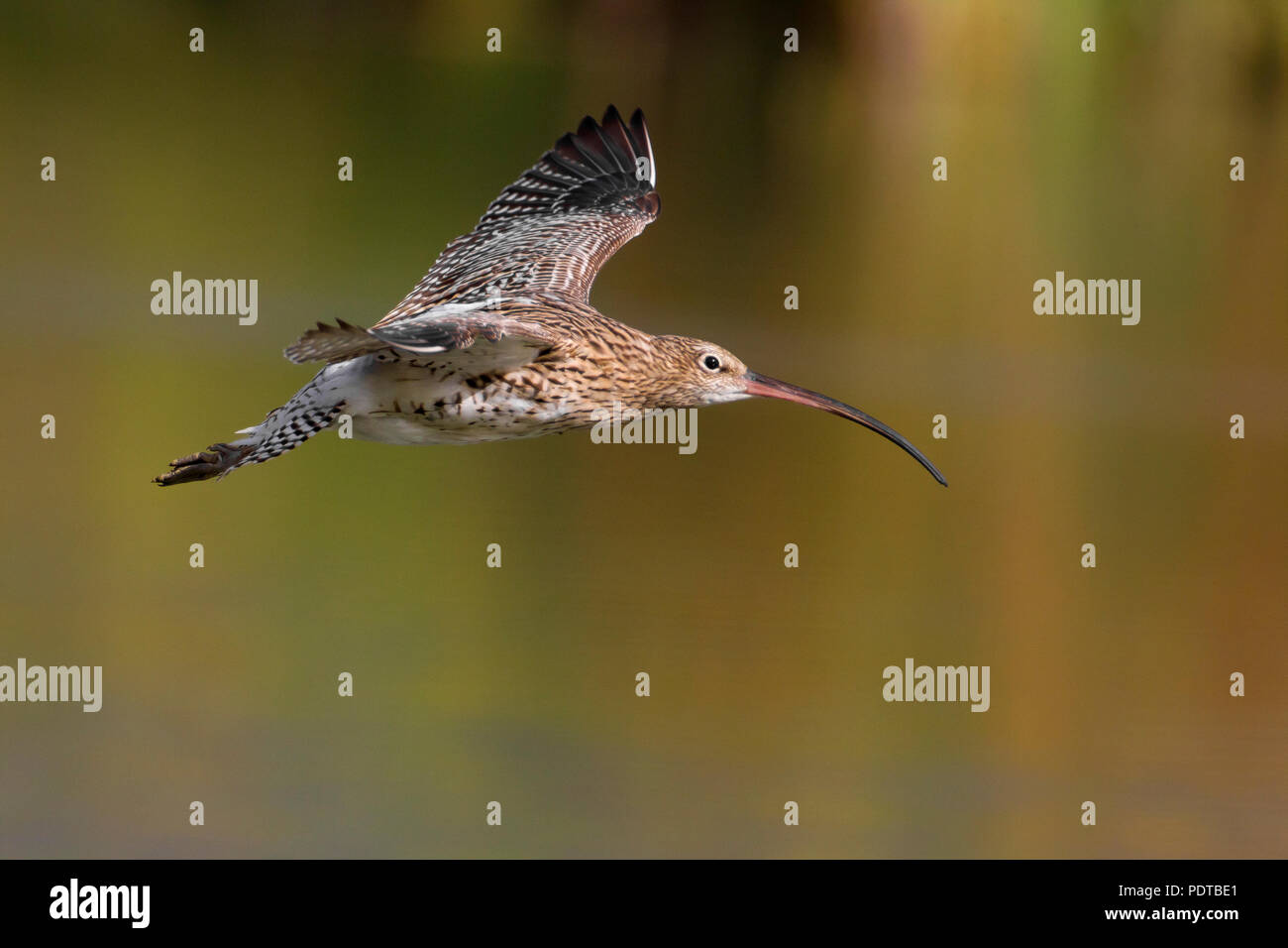 Eurasian Curlew flying Stock Photo - Alamy
