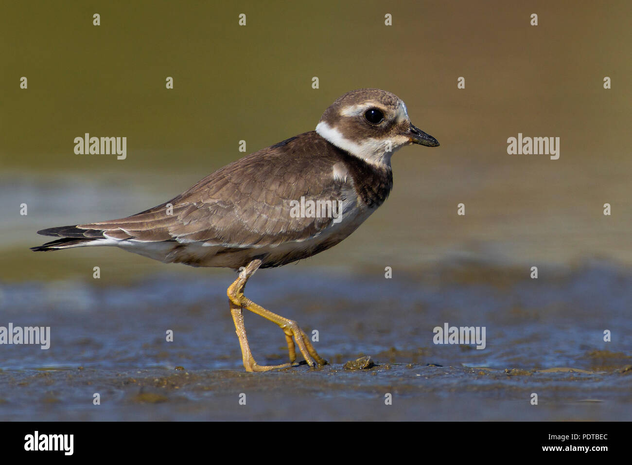 Bird On Mudflat High Resolution Stock Photography and Images - Alamy