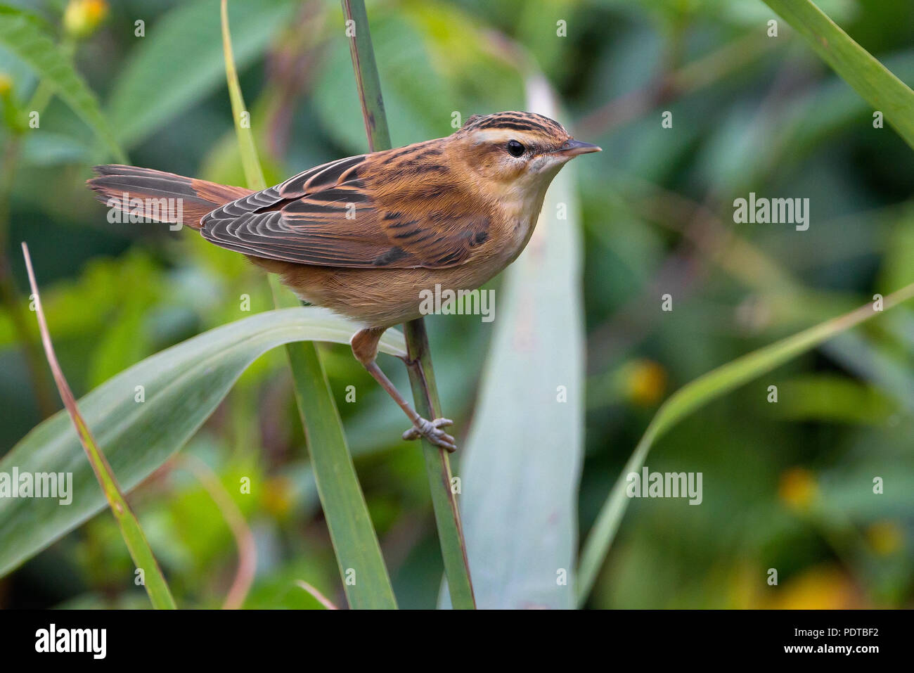 Reed warble hi-res stock photography and images - Alamy