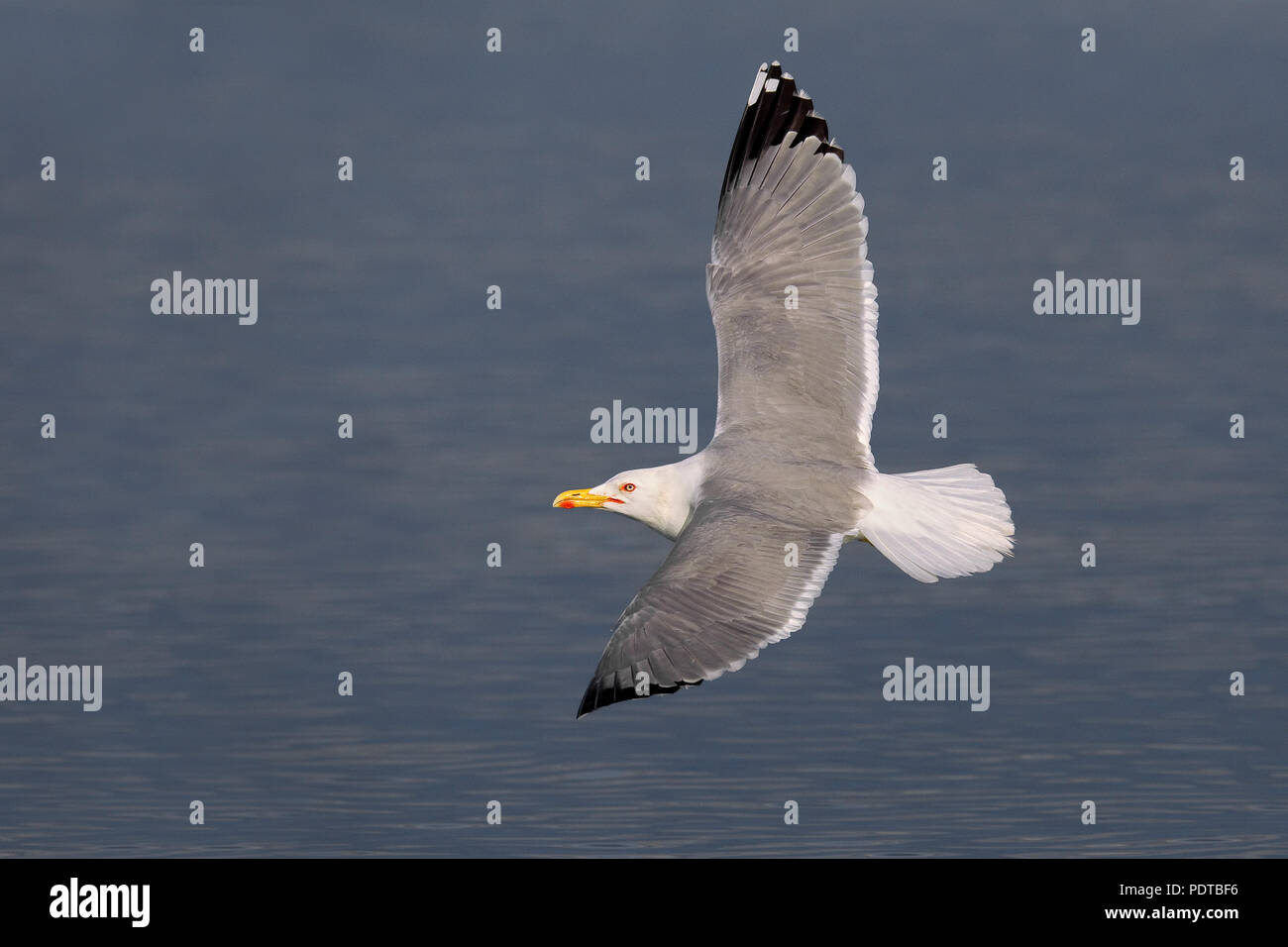 Adult Yellow-legged Gull flying Stock Photo - Alamy