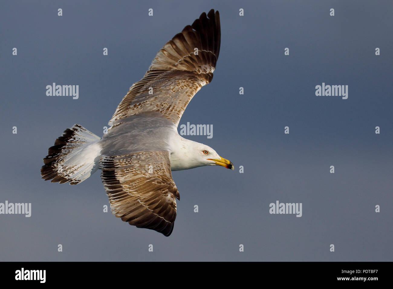 Second winter Yellow-legged Gull flying Stock Photo - Alamy