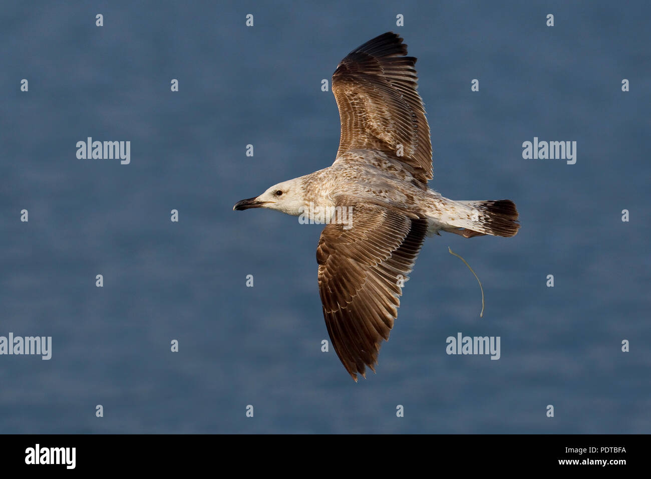 Juvenile Yellow-legged Gull flying Stock Photo - Alamy